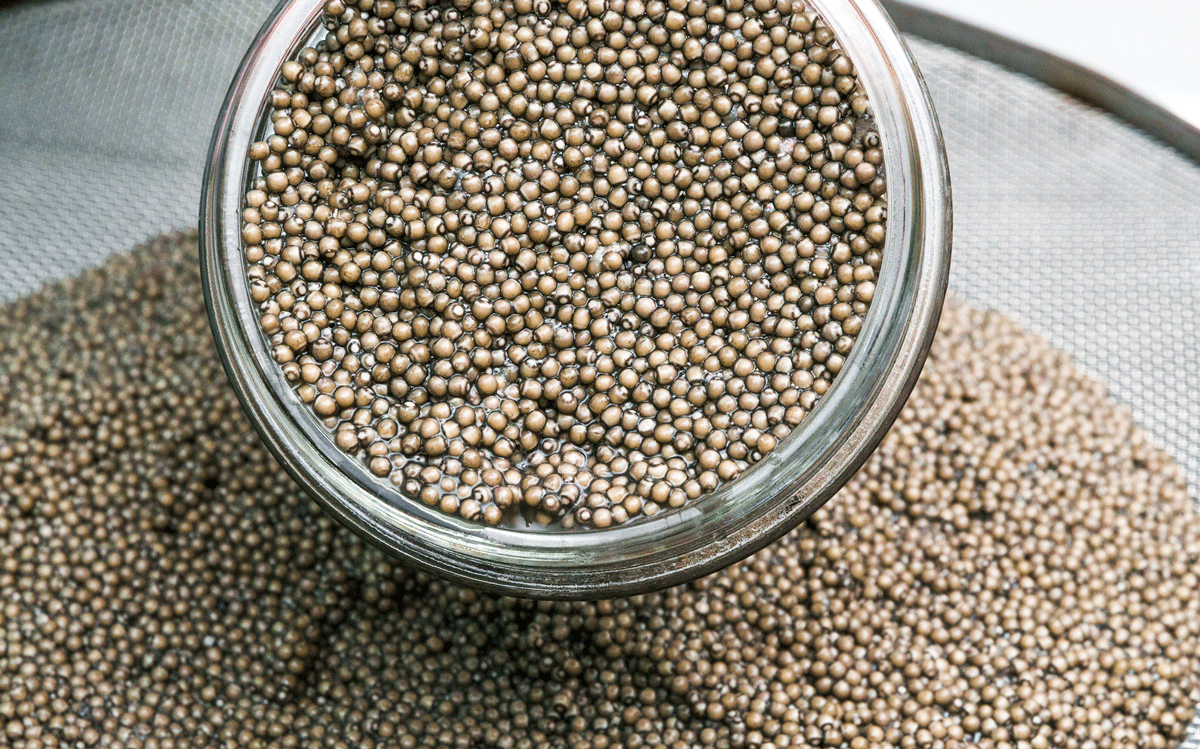 Sevruga Caviar – Caviar Express, Inc.
